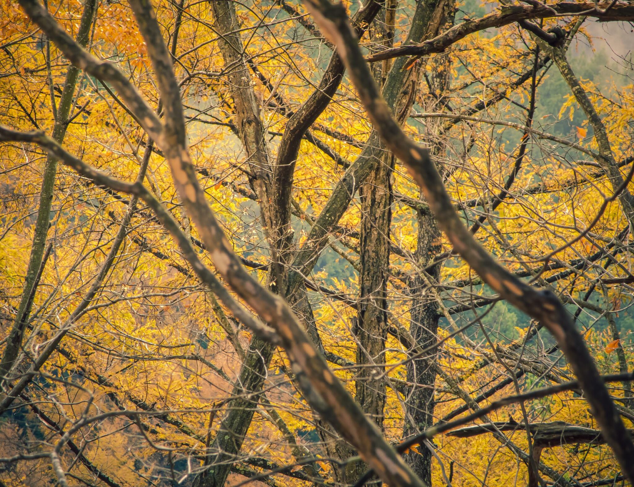 Heart Wisdom - Ep. 30 - Joys of The Awakened Heart - Jack Kornfield