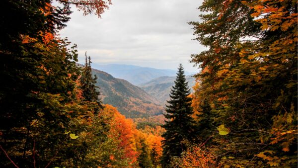 Overcoming Bitterness and Betrayal: A Story of Forgiveness and ...